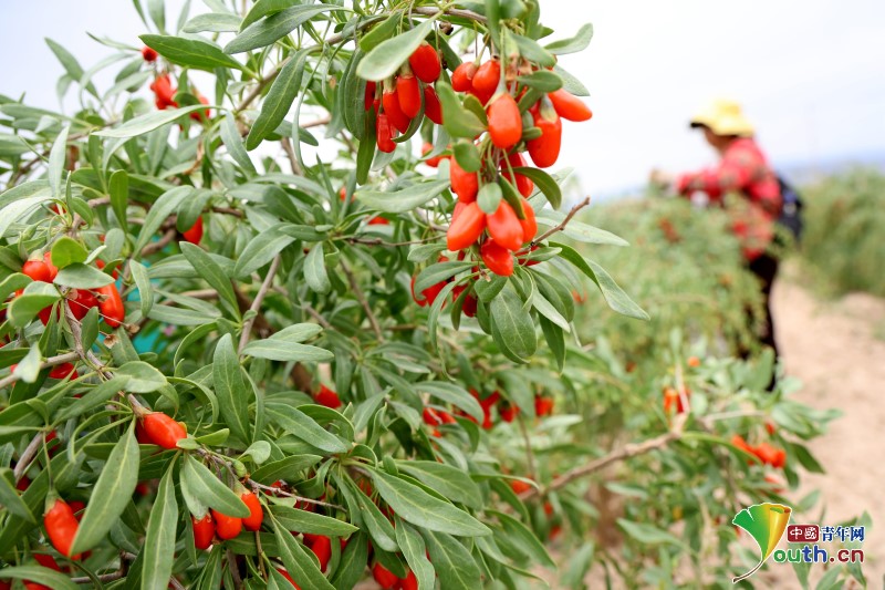 Planters Get First Batch Of Matrimony Vines In Zhangye English China planters-get-first-batch-of-matrimony-vines-in-zhangye-english-china
