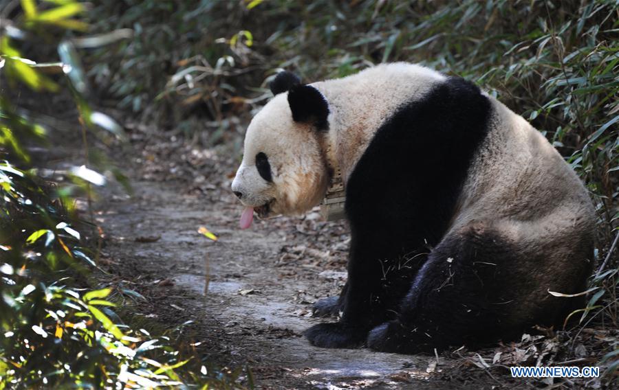 China to build cross-provincial national park for giant panda_English ...