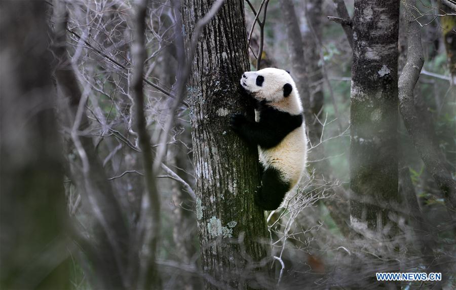 China to build cross-provincial national park for giant panda_English ...