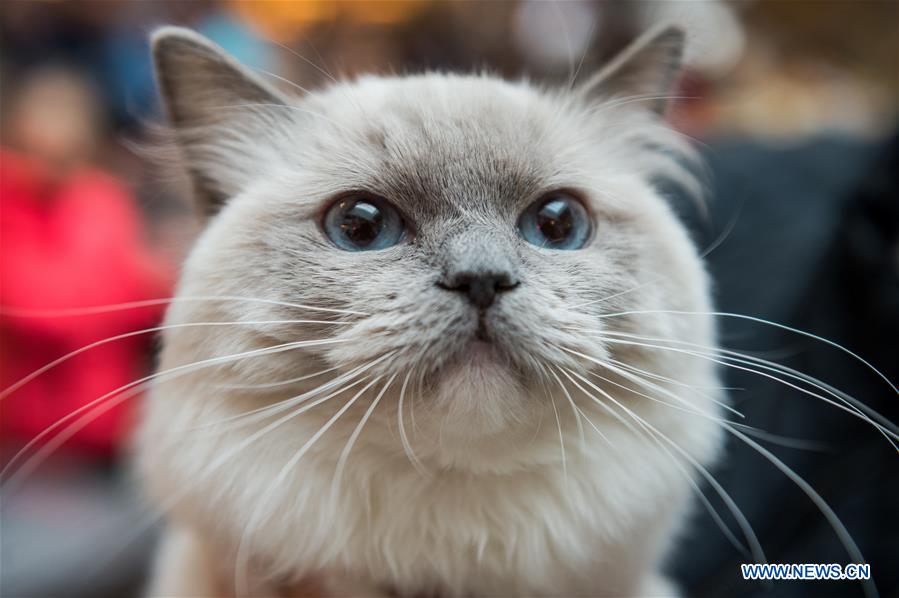 International cat show held in Lithuania_English__China Youth International