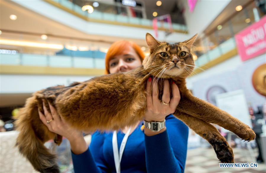 International cat show held in Lithuania_English__China Youth International