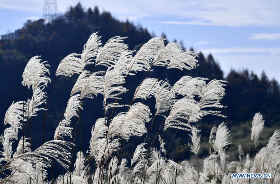 Beautiful reed catkins seen in China's Hubei_English__China Youth ...