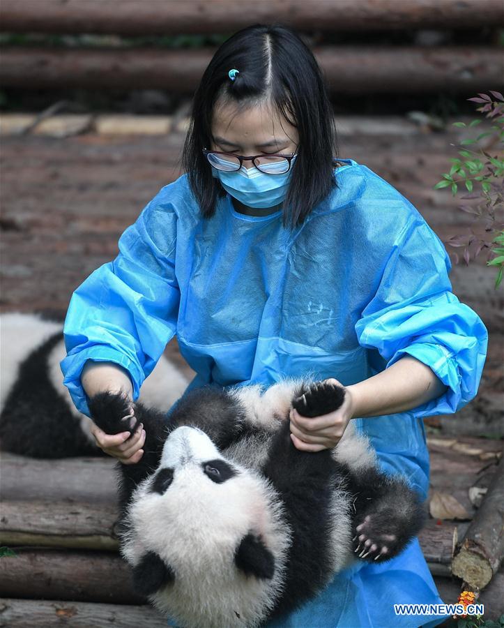 Population of captive pandas reaches 520 worldwide_English__China Youth ...