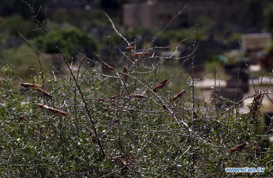 Desert locusts seen in Sanaa, Yemen_English__China Youth International