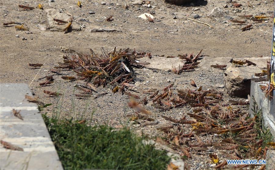 Desert locusts seen in Sanaa, Yemen_English__China Youth International