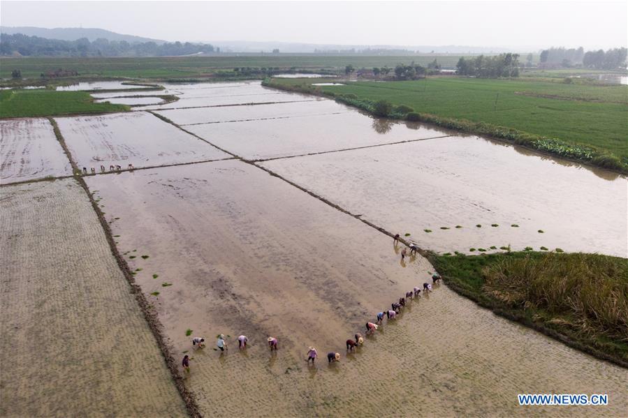 Villagers harvest rice in Lixian County in China's Hunan_English__China ...