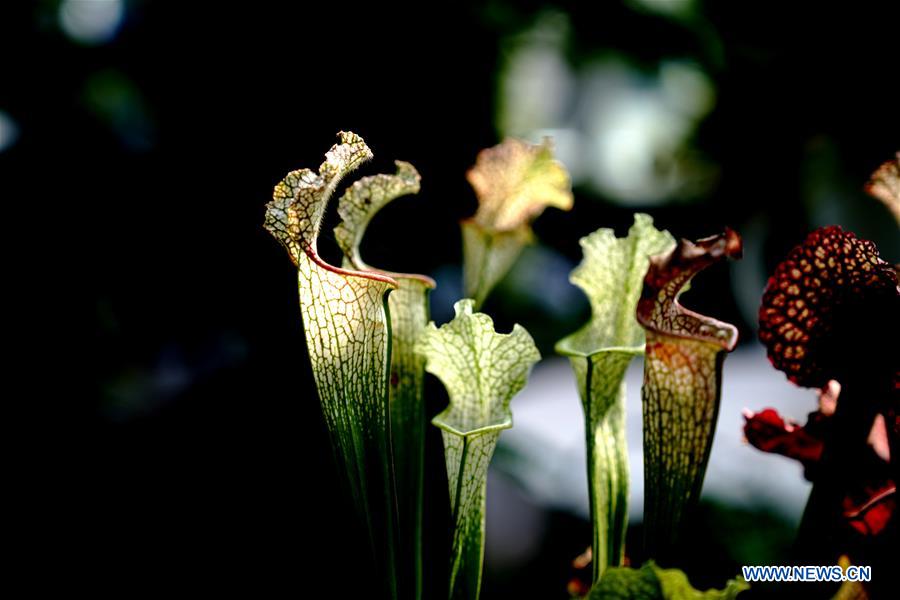 2nd Insectivorous Plant Exhibition held in Shanghai_English__China ...