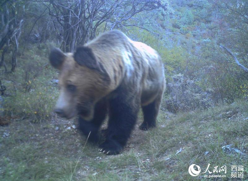 Wild animals frequently spotted along a river valley in Tibet ...