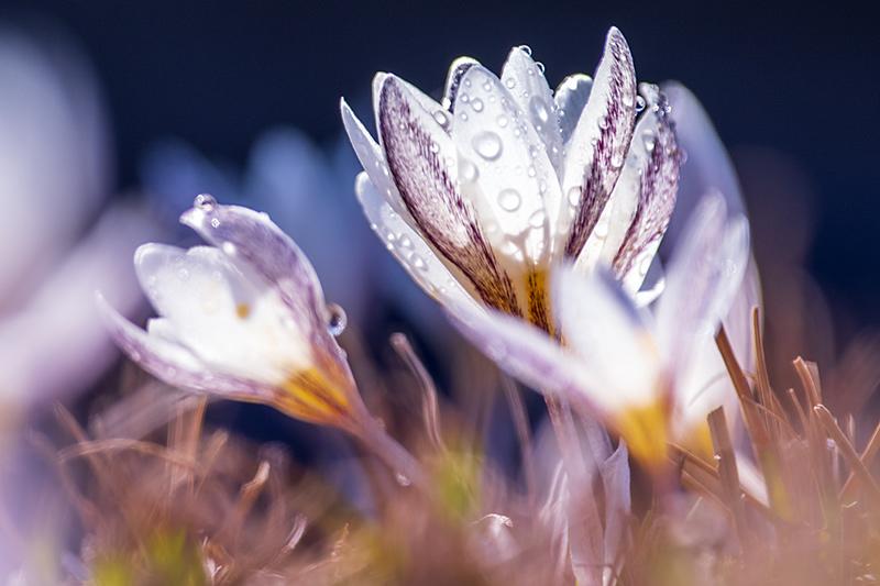 Wild lilies bloom among snow and ice in Xinjiang_English__China Youth ...