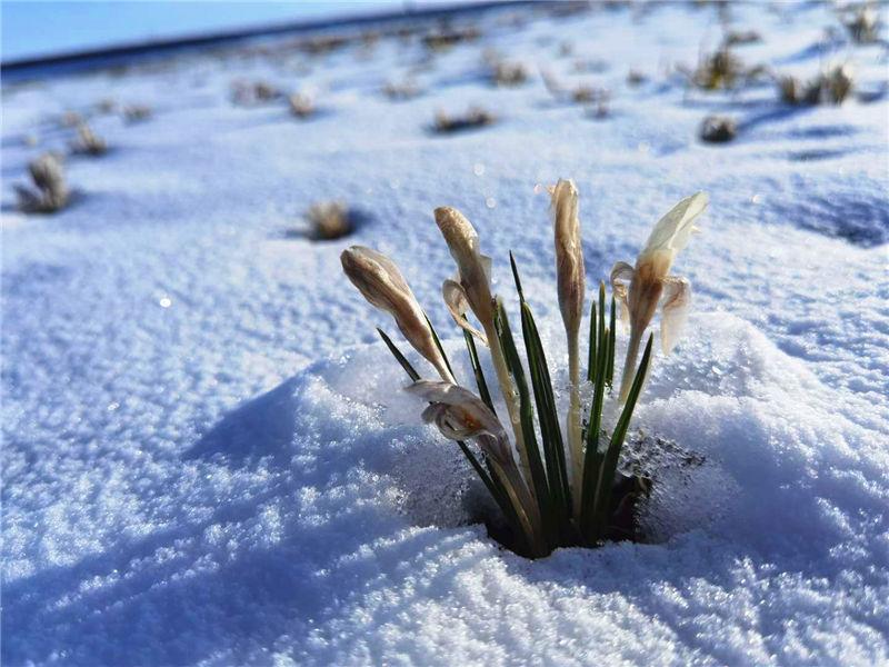 Wild lilies bloom among snow and ice in Xinjiang_English__China Youth ...