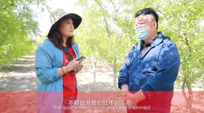 Date palm a "ortune tree" for Xinjiang locals_English__China Youth ...
