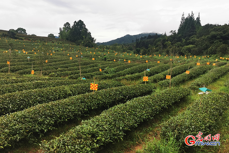 Ecological tea orchard helps increase farmers' income in SE China's ...