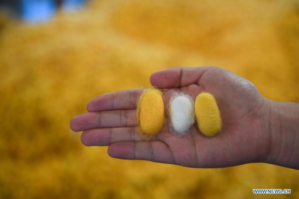 Silkworm farmers embrace harvest season of "golden cocoons" in ...