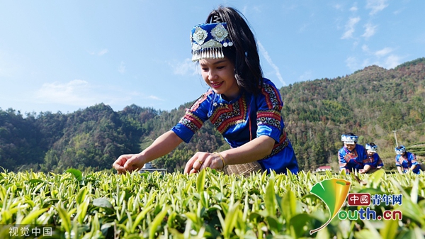 Spring tea picking season comes to Hubei Enshi, more than 300,000 mu of ...