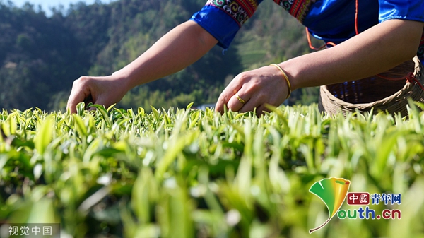 Spring tea picking season comes to Hubei Enshi, more than 300,000 mu of ...