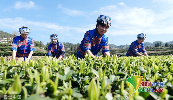 Spring tea picking season comes to Hubei Enshi, more than 300,000 mu of ...