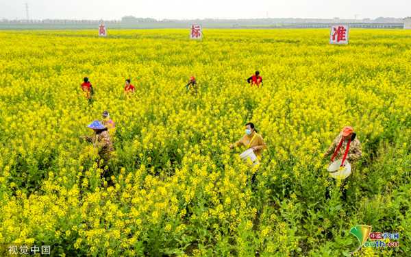 Huzhou: rapeseed flowers were in full bloom in village and farmers were ...