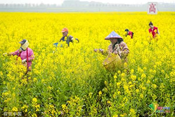 Huzhou: rapeseed flowers were in full bloom in village and farmers were ...