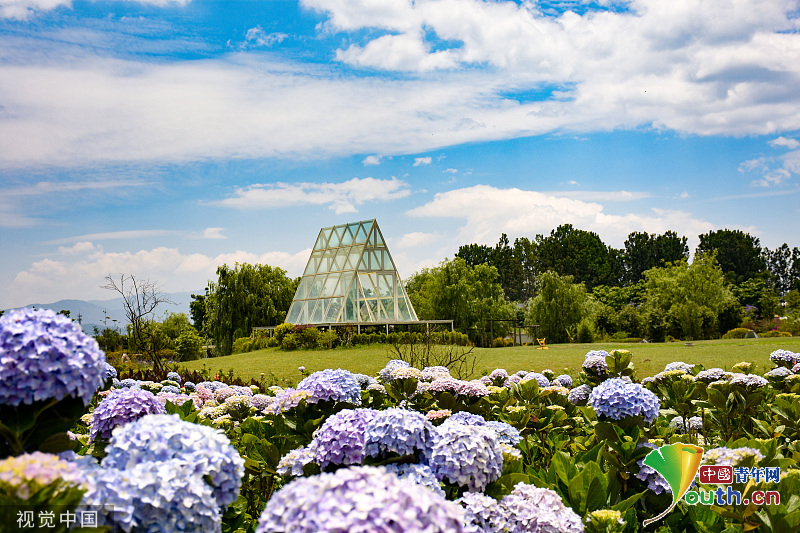 Hydrangea flowers were in full bloom in Dali, Yunnan Province_English ...