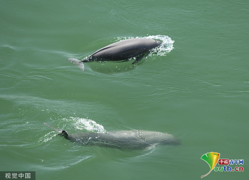 Finless porpoises surfed in the Gezhouba waters of the Yangtze River in ...