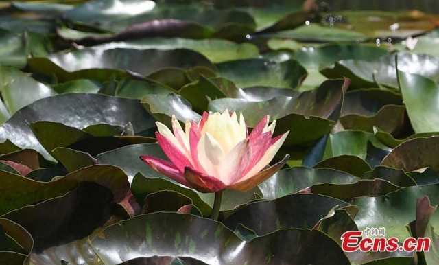Two-color water lilies wow tourists at Hangzhou park_English__China ...