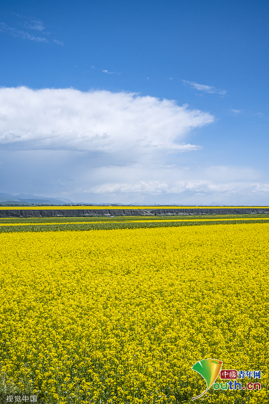 Menyuan rape flower sea entered full bloom period_English__China Youth ...