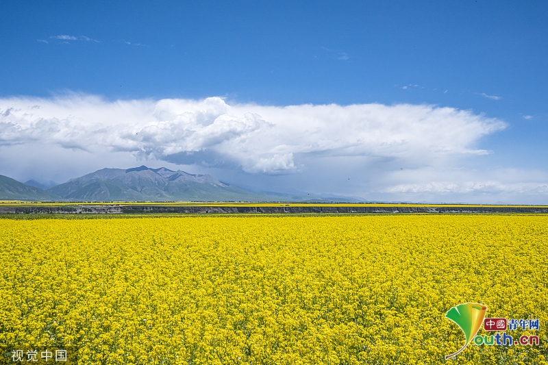 Menyuan rape flower sea entered full bloom period_English__China Youth ...