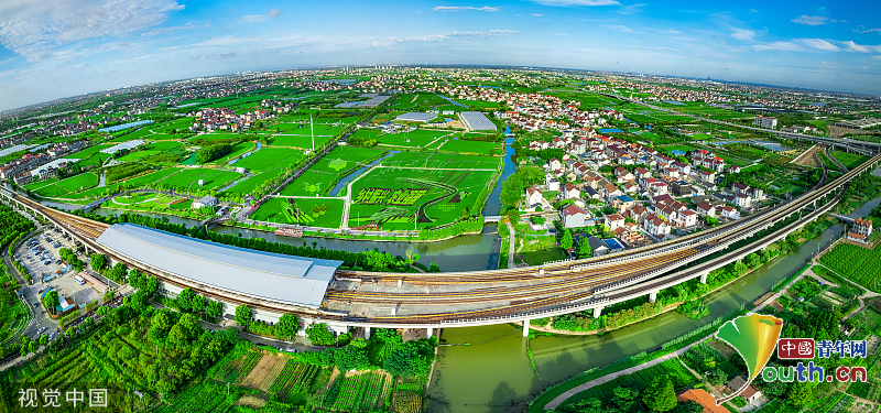 Rice fields in Shanghai painted a picture of "Rural Revitalization ...