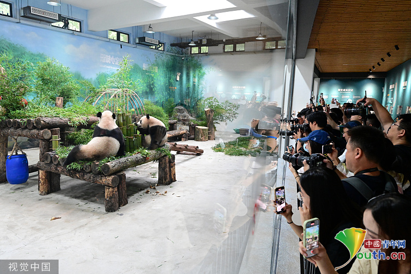 Giant pandas Chunsheng and Xiangguo made debut at Hangzhou Zoo_English ...