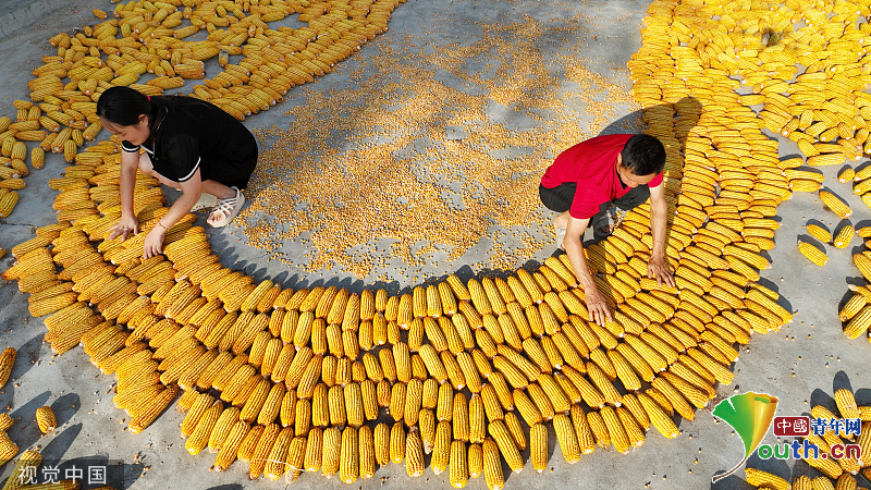 Farmers sun-dried golden corn during harvest season_English__China ...