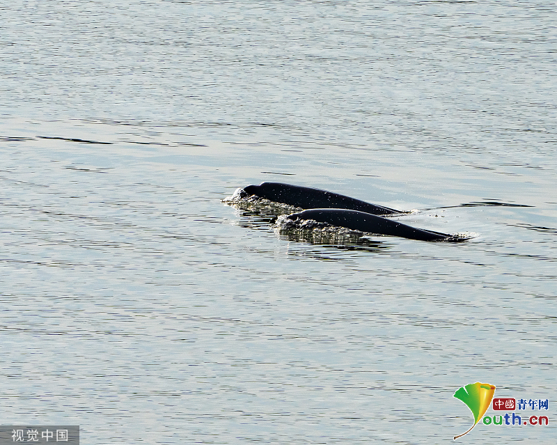 Golden twilight shined as Yangtze River dolphins played freely_English ...