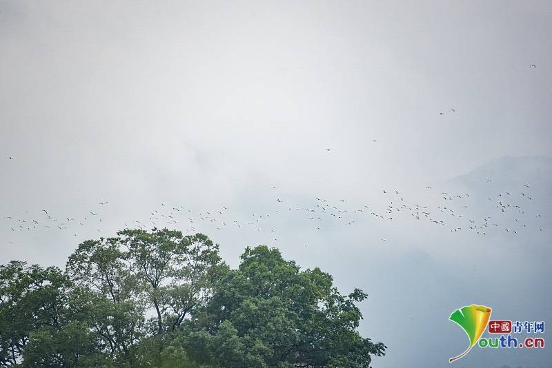 "Millennium Bird Path" Welcomes Flocks of Egrets Migrating South ...