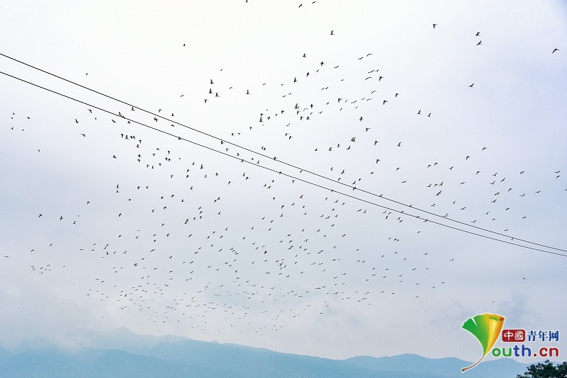 "Millennium Bird Path" Welcomes Flocks of Egrets Migrating South ...