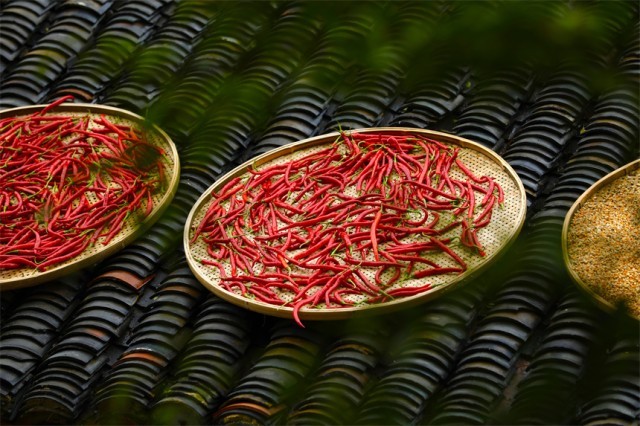 Beauty of harvest: Farmers sun-dry crops in C China's Hubei_English ...