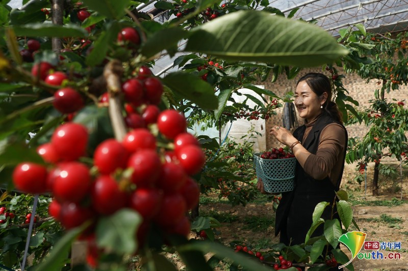 Cherry picking season arrived in Yellow River valley in Qinghai ...