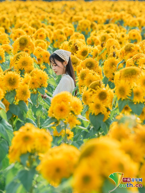 Citizens walk in sunflowers sea in Dongguan_English__China Youth ...