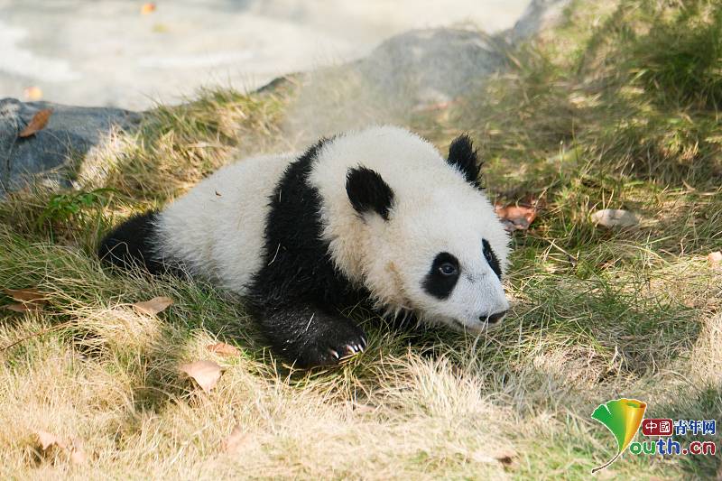 Giant pandas in Chengdu basked in the sun_English__China Youth ...