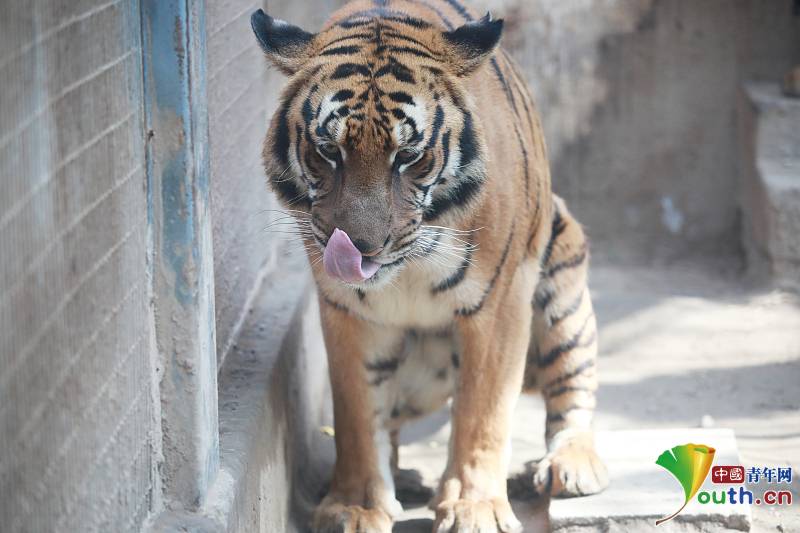 Luoyang Wangcheng Zoo welcomed peak holiday visitor surge_English ...