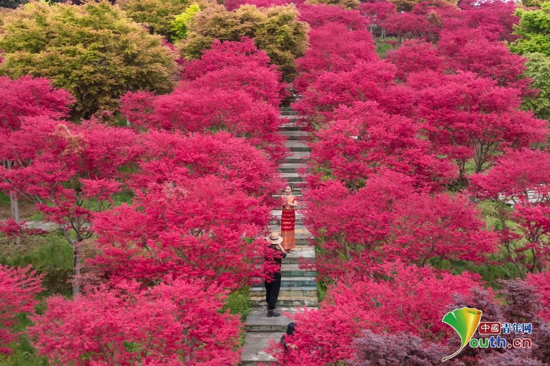 400-mu maples redden mountains in Chongqing_English__China Youth ...