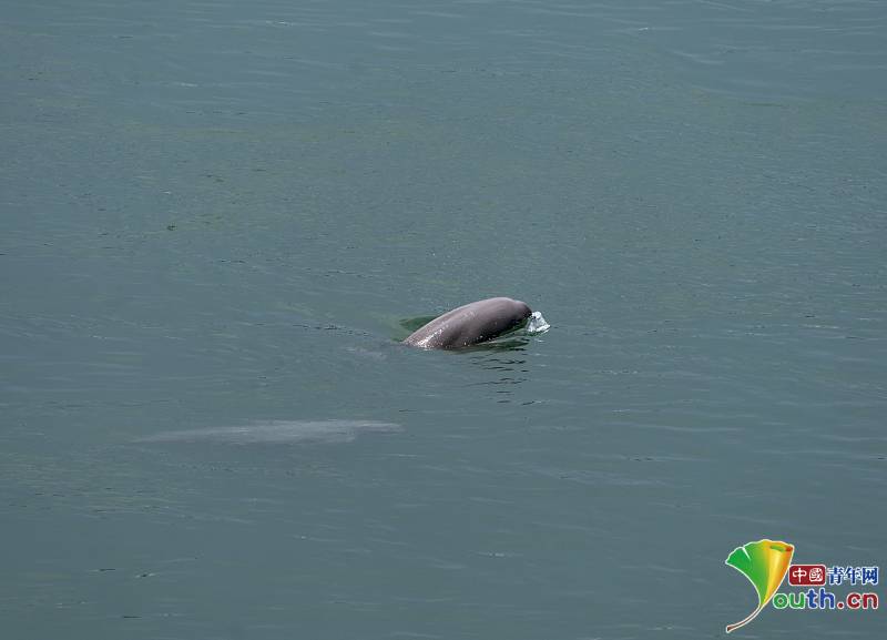 Yangtze River dolphins frolicked in the Gezhouba waters_English__China ...