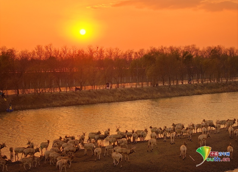 The Dafeng milu deer group is expanding where 800 deers are born in ...