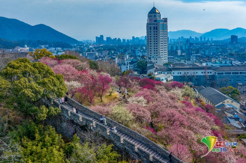 Pink Chinese plum trees blossom in the Ancient City of Taizhou_English ...