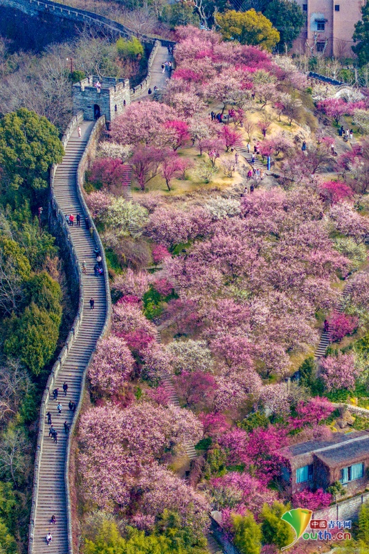 Pink Chinese plum trees blossom in the Ancient City of Taizhou_English ...