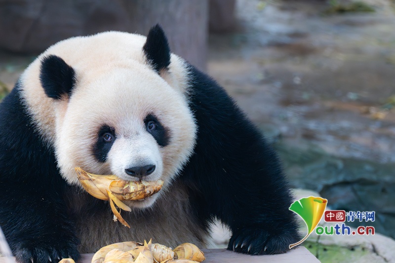 Pandas enjoy their feast of "ice cakes" at Chongqing Zoo_English__China ...