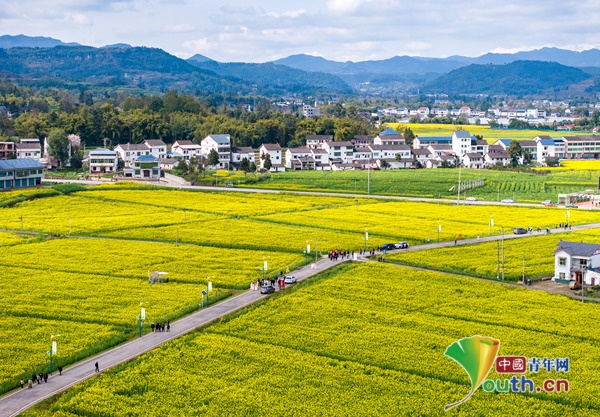 Sichuan Guang’an: Vast rapeseed blooms paint golden landscape ...