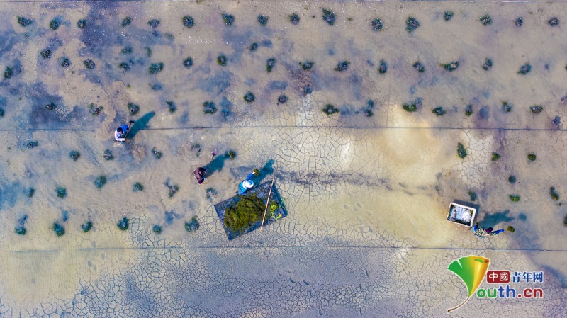 Crab farmers are planting waterseed to purify crab pond water quality ...