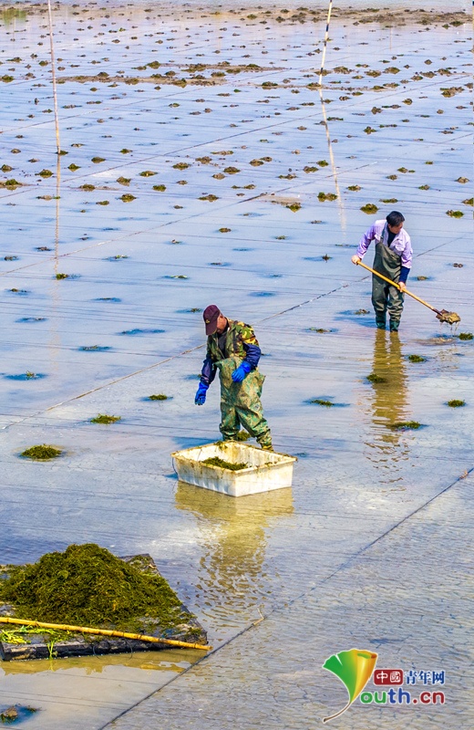 Crab farmers are planting waterseed to purify crab pond water quality ...