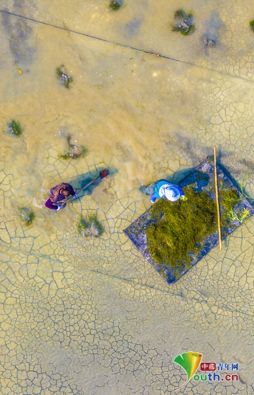 Crab farmers are planting waterseed to purify crab pond water quality ...