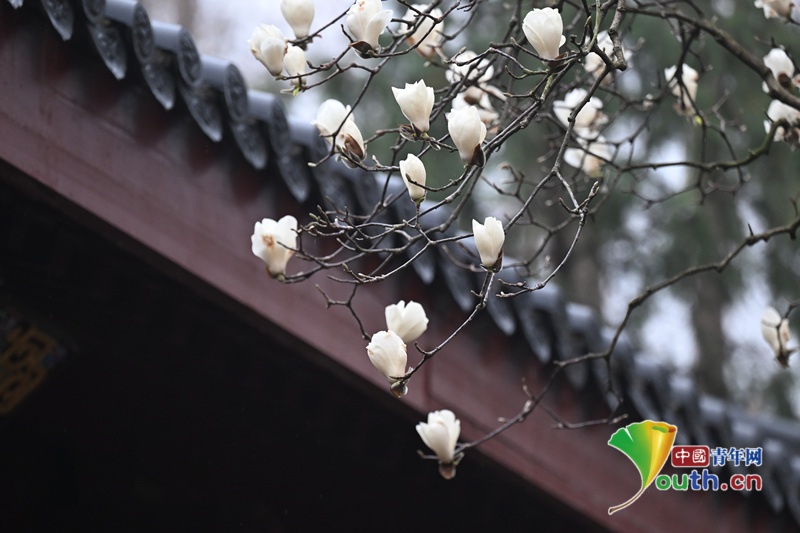 The 500-year-old Yulan magnolia tree at Faxi Temple is in bloom_English ...