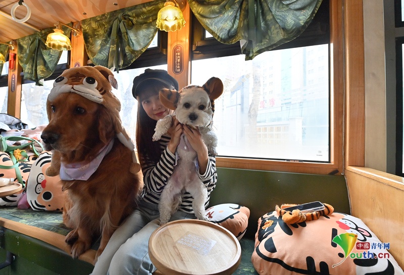 Pet-friendly tram launched for joyful human-animal interactions_English ...